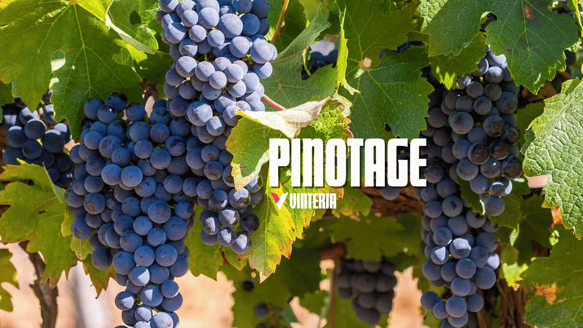 Vinhos Pinotage | Vinteria Adega | Belo Horizonte
